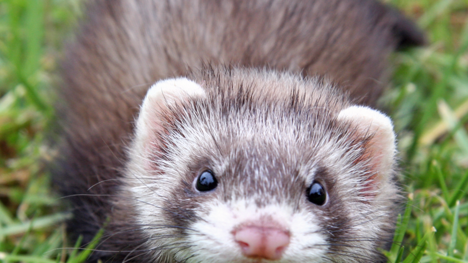The Ultimate Ferret Enrichment Guide: How to Keep Your Ferret Happy and ...