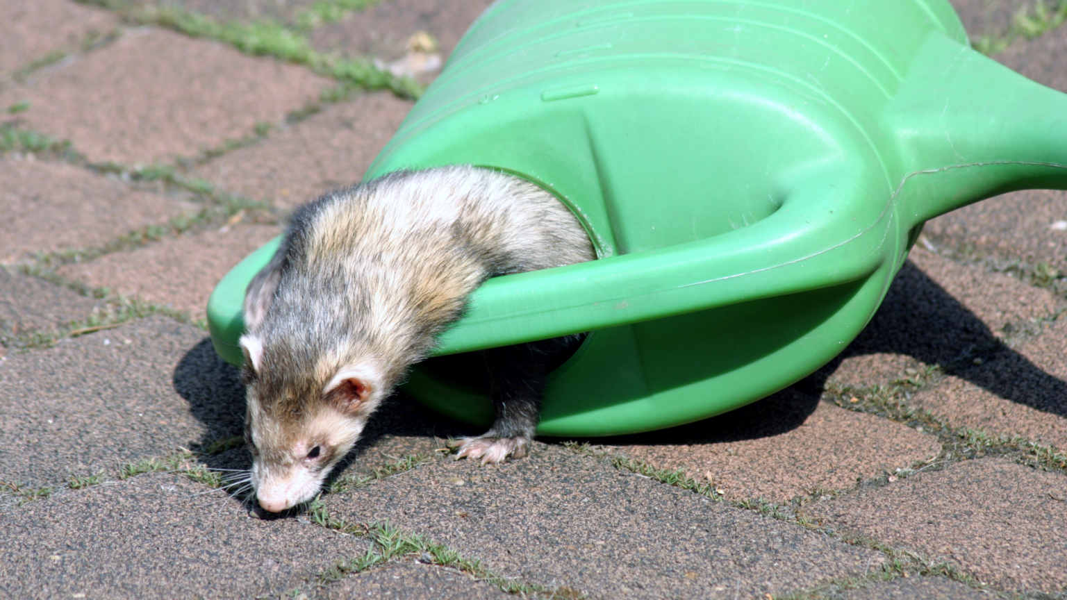 The Ultimate Ferret Enrichment Guide: How to Keep Your Ferret Happy and ...