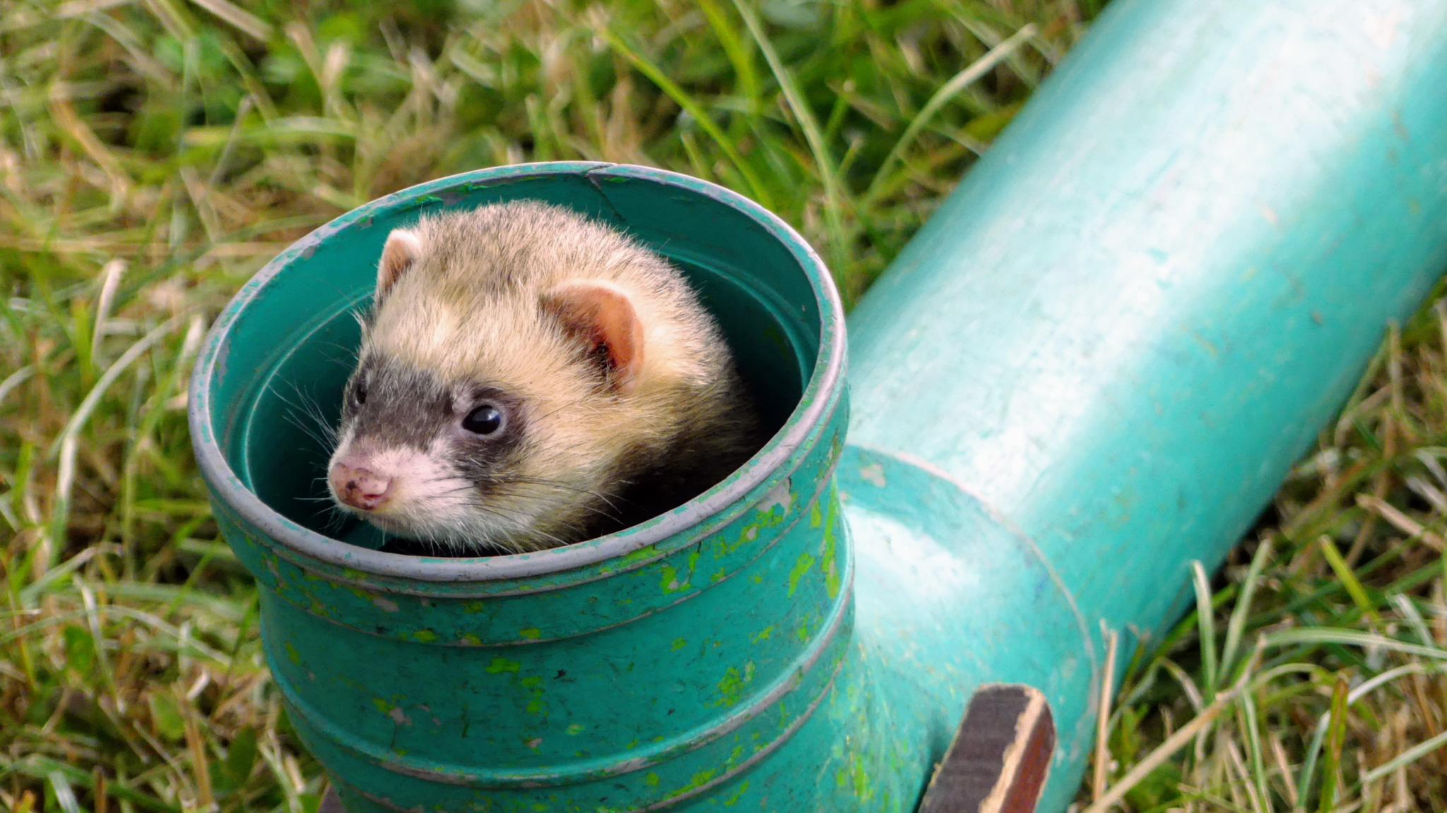 Ferret Adoption and Care Guide: Everything You Need to Know - Ferrets Hub