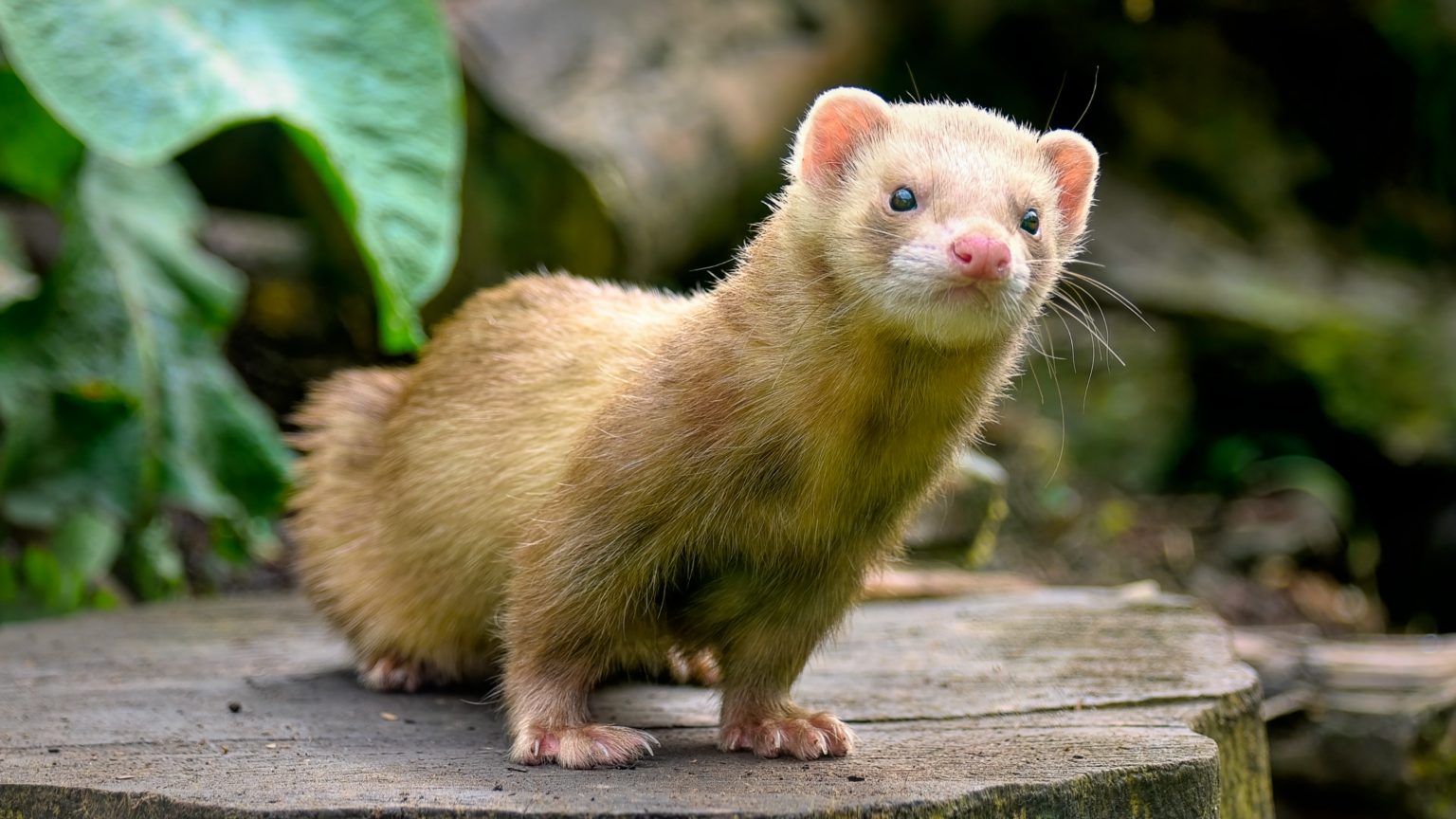 Ferret Breeds and Colors: A Complete Guide to Their Unique Traits - Ferrets Hub