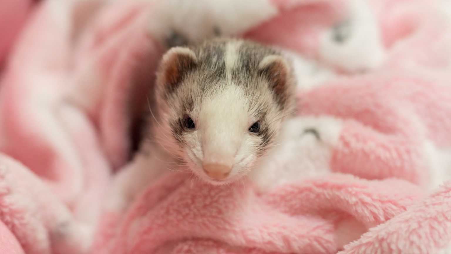 Ferret Adoption and Care Guide: Everything You Need to Know - Ferrets Hub
