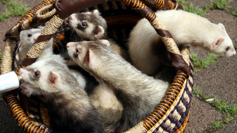 Ferret Breeds and Colors: A Complete Guide to Their Unique Traits ...