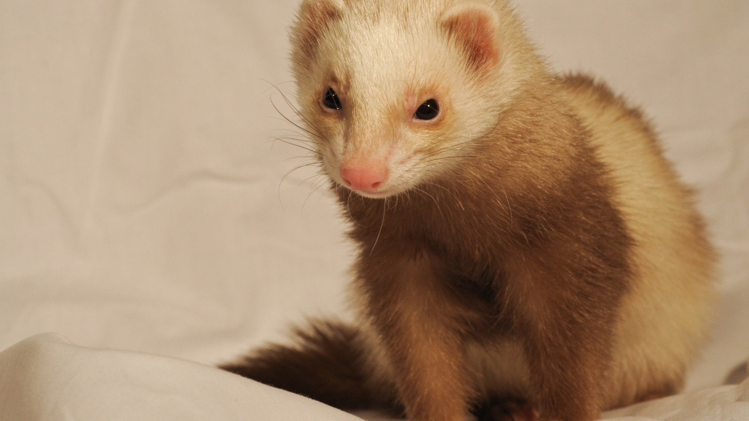 Ferret Breeds and Colors: A Complete Guide to Their Unique Traits ...