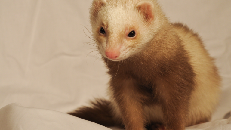 Ferret Breeds and Colors: A Complete Guide to Their Unique Traits ...