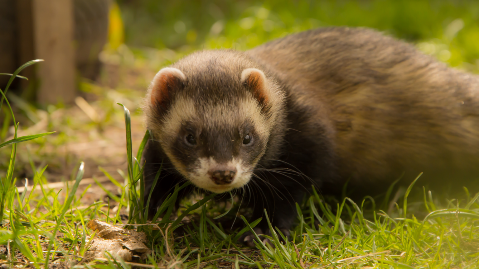 Ferret Breeds and Colors: A Complete Guide to Their Unique Traits ...