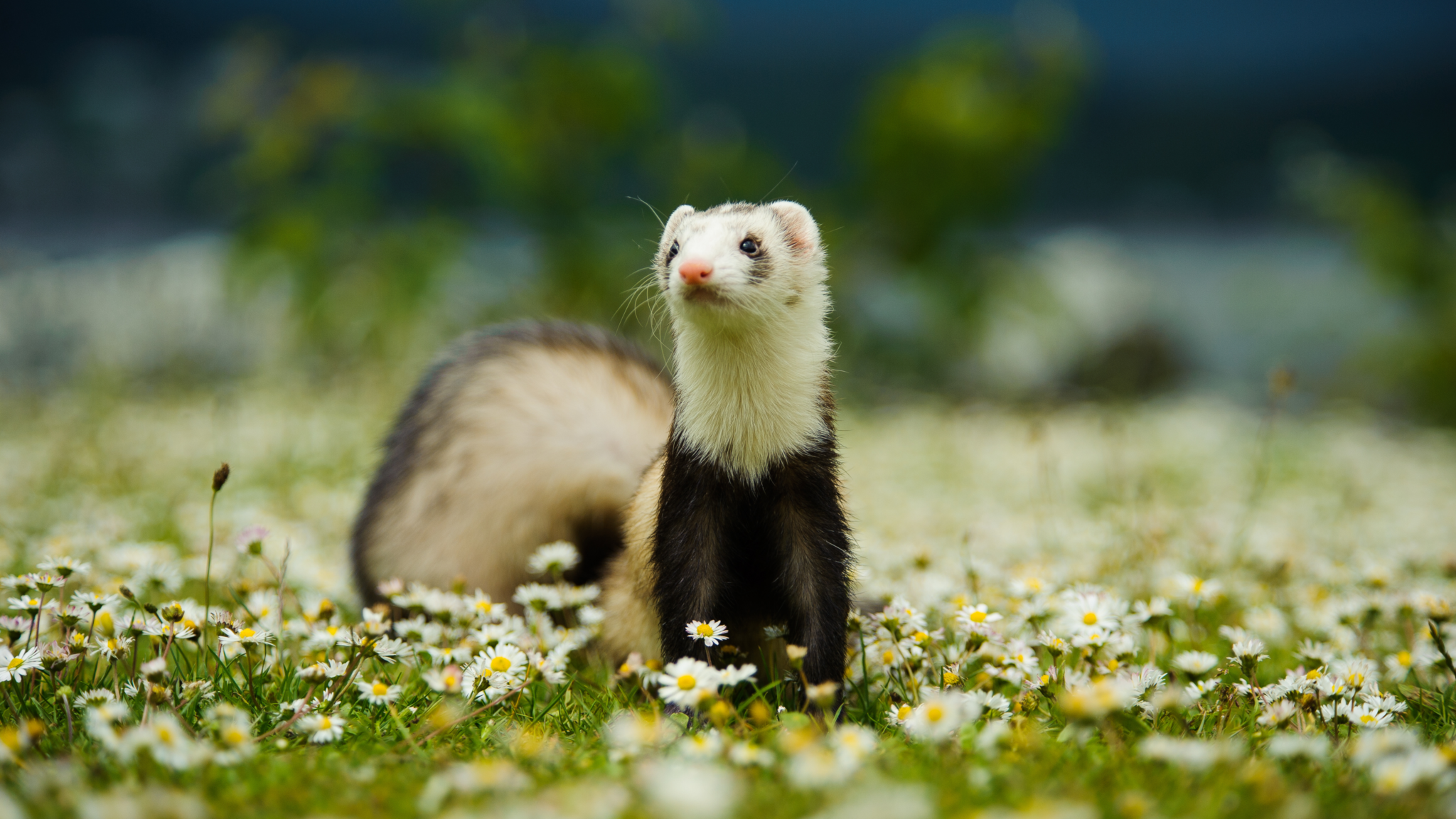 Ferret Adoption and Care Guide: Everything You Need to Know - Ferrets Hub