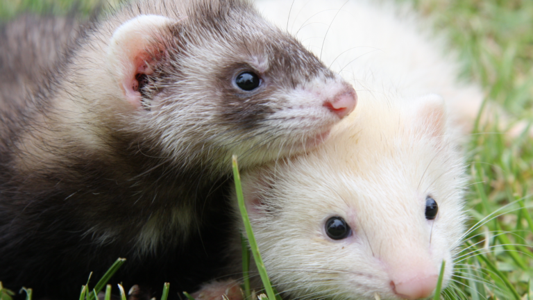 Ferret Breeds and Colors: A Complete Guide to Their Unique Traits ...
