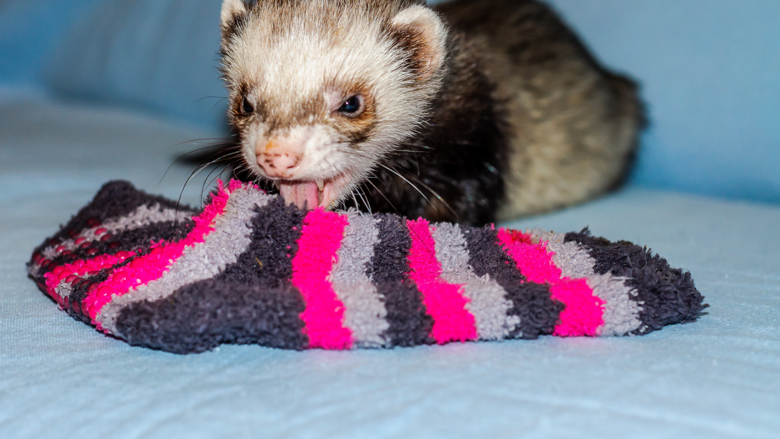 The Ultimate Ferret Enrichment Guide: How to Keep Your Ferret Happy and ...