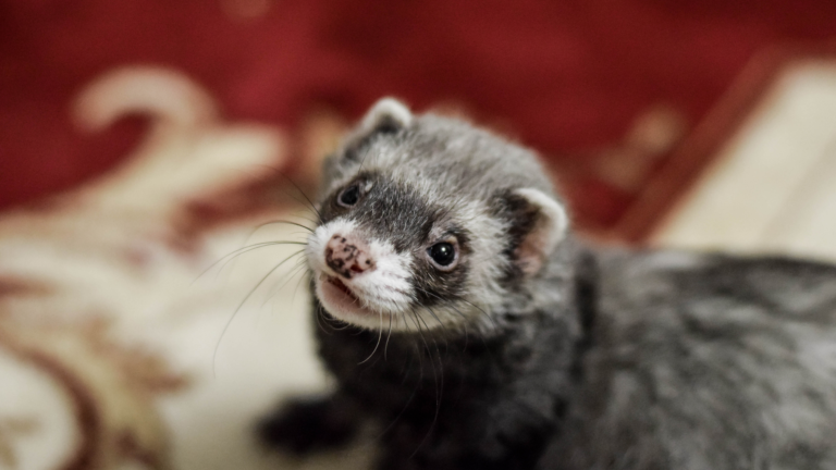 Ferret Breeds and Colors: A Complete Guide to Their Unique Traits ...
