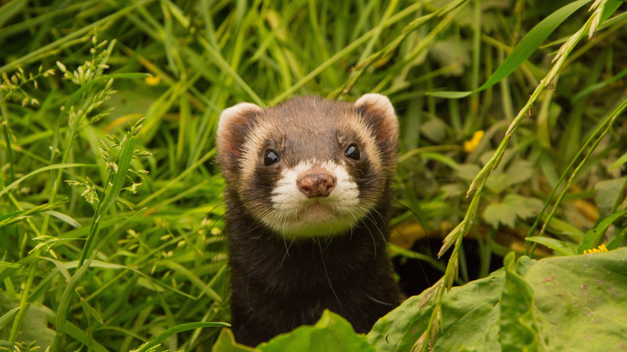 Ferret Adoption and Care Guide: Everything You Need to Know - Ferrets Hub