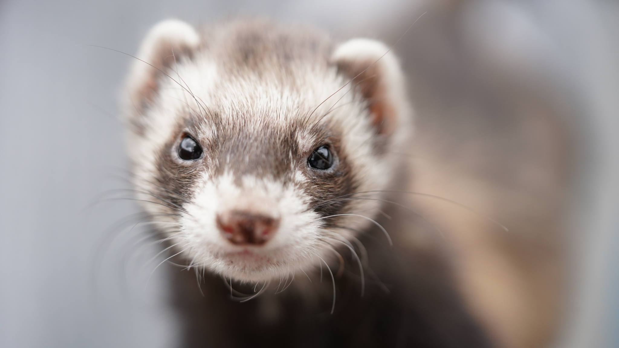 Understanding Ferret Communication & Behavior - Ferrets Hub