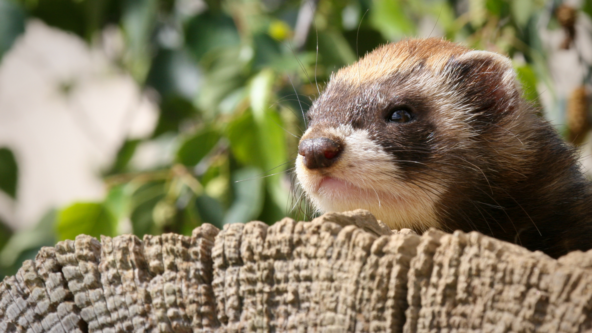 How to Stop Ferret Biting: Effective Training Tips - Ferrets Hub