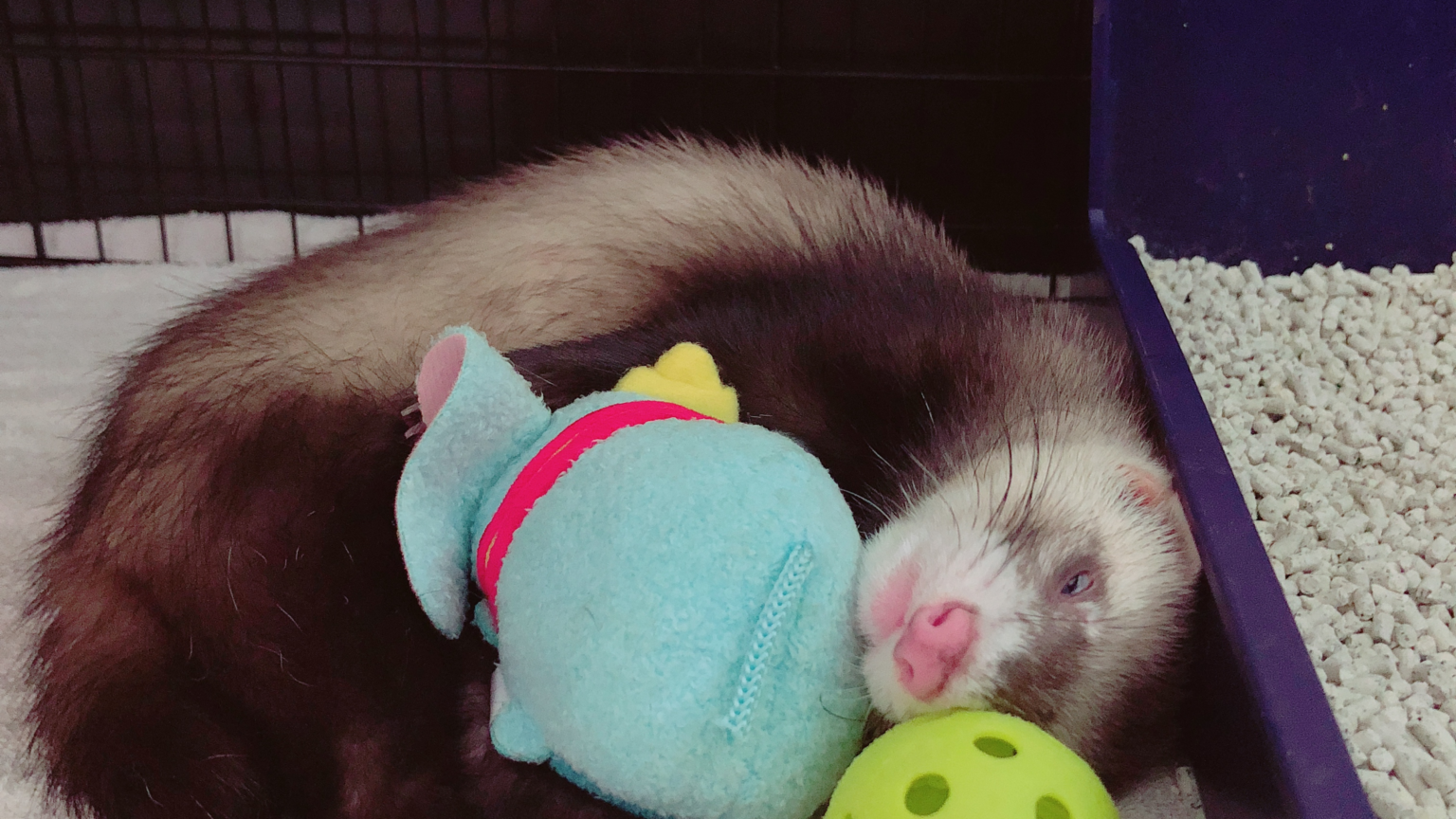 The Ultimate Ferret Enrichment Guide: How to Keep Your Ferret Happy and ...