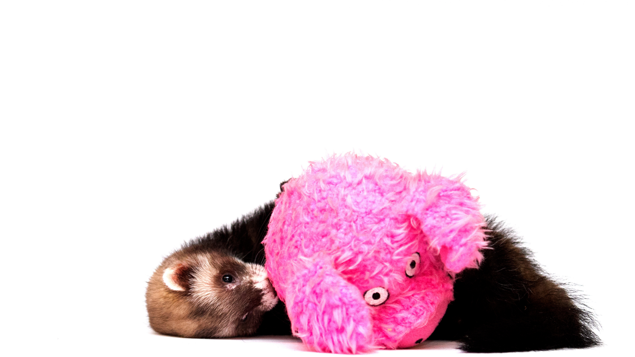 The Ultimate Ferret Enrichment Guide: How to Keep Your Ferret Happy and ...