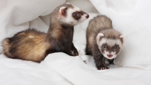 Ferret Breeds and Colors: A Complete Guide to Their Unique Traits ...