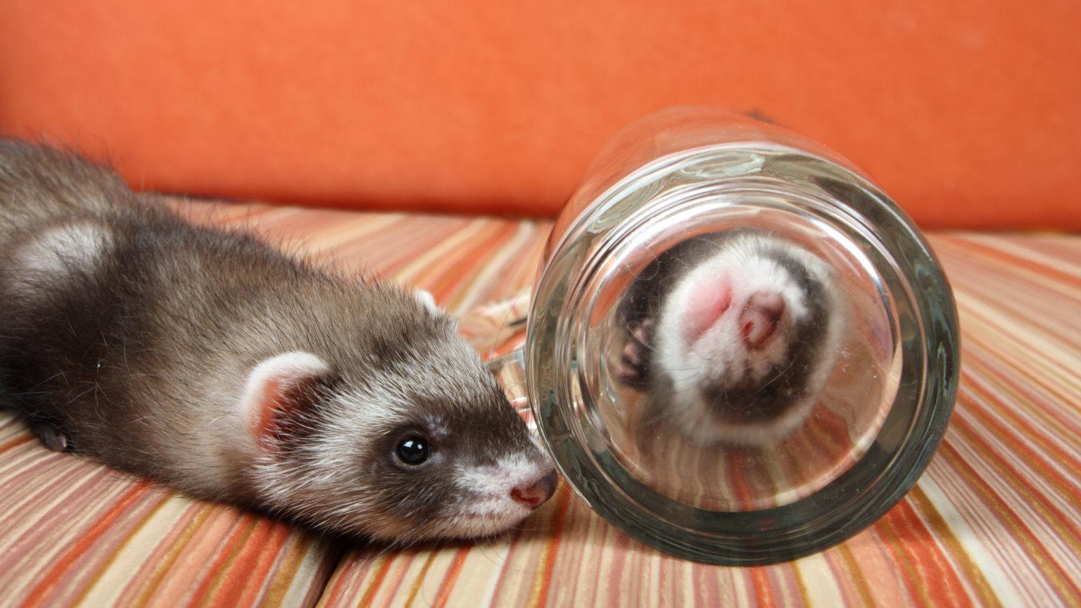 The Ultimate Ferret Enrichment Guide: How to Keep Your Ferret Happy and ...