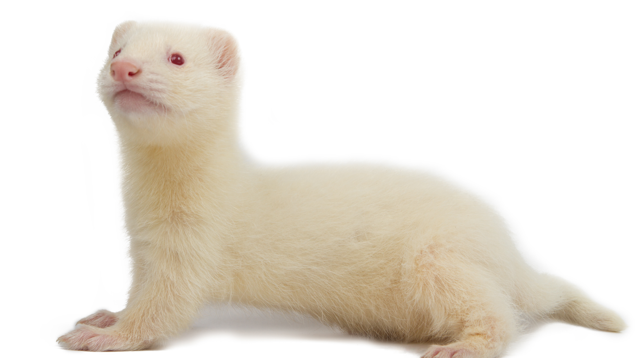 Understanding Ferret Communication & Behavior - Ferrets Hub