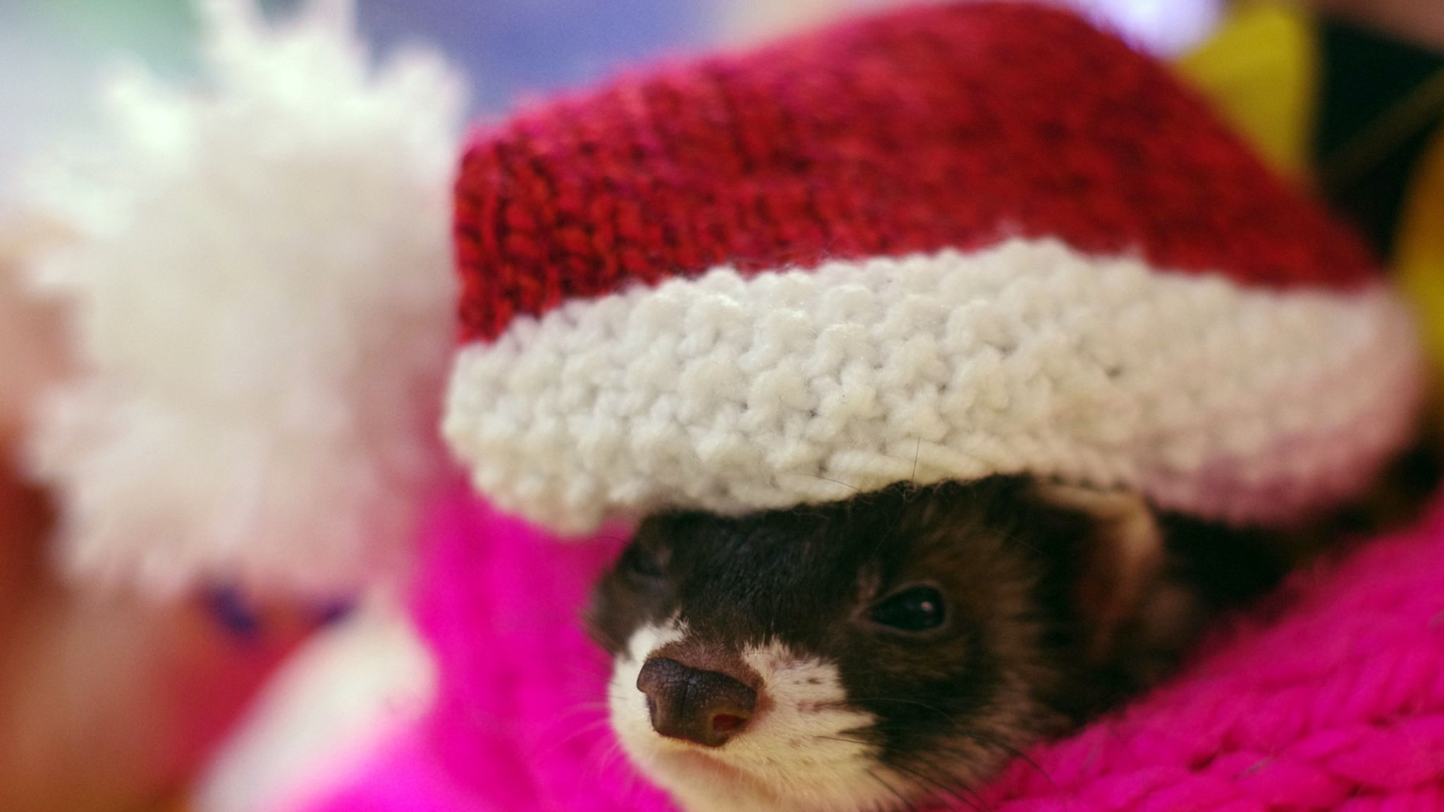 Understanding Ferret Communication & Behavior - Ferrets Hub