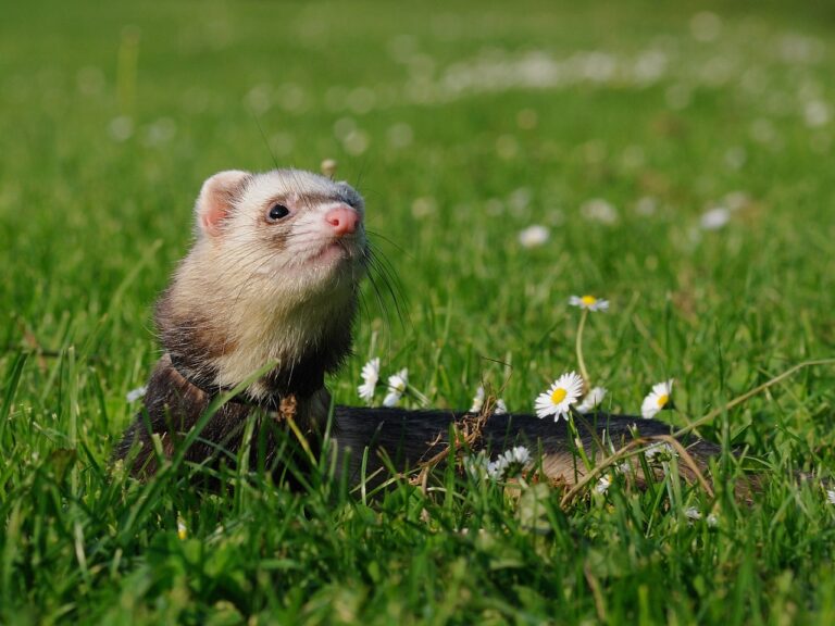 The Ultimate Ferret Care Guide: Everything You Need to Know - Ferrets Hub