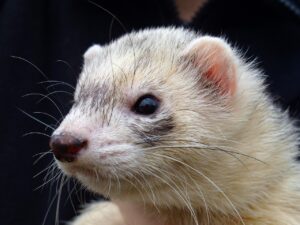 The Ultimate Ferret Care Guide: Everything You Need to Know - Ferrets Hub