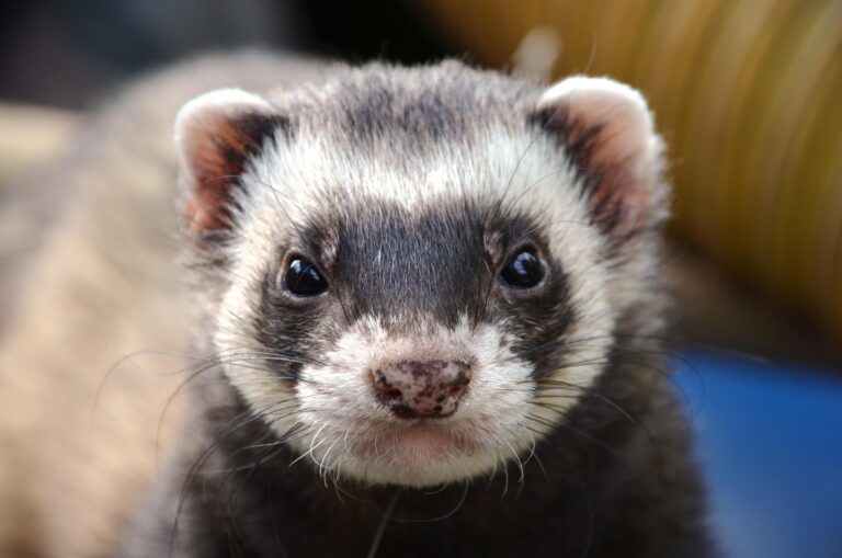 The Ultimate Ferret Care Guide: Everything You Need to Know - Ferrets Hub