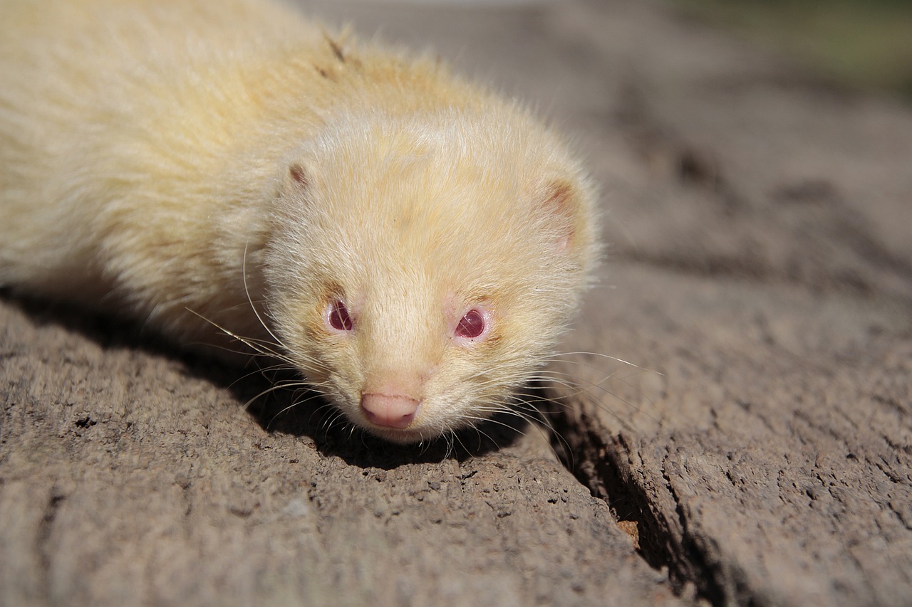 The Ultimate Ferret Care Guide: Everything You Need to Know - Ferrets Hub