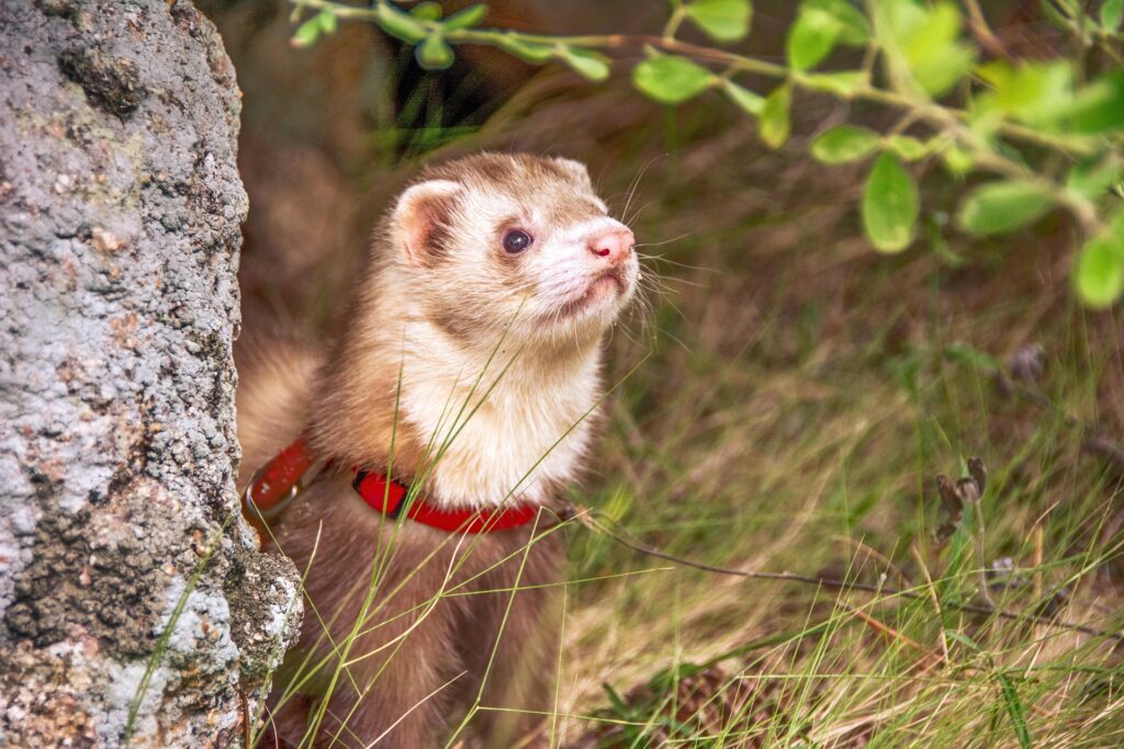 The Ultimate Ferret Care Guide: Everything You Need to Know - Ferrets Hub