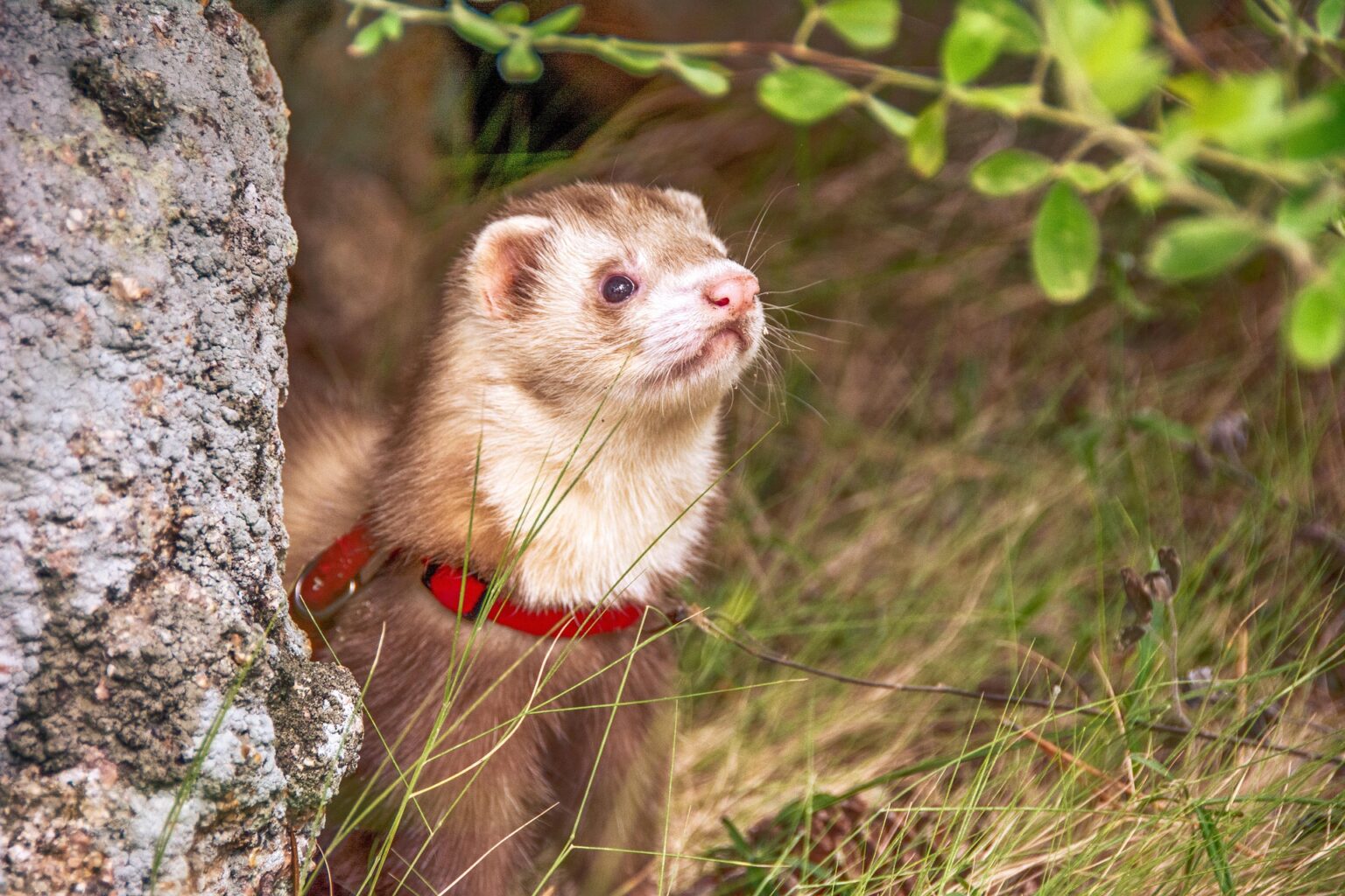 The Ultimate Ferret Care Guide: Everything You Need to Know - Ferrets Hub