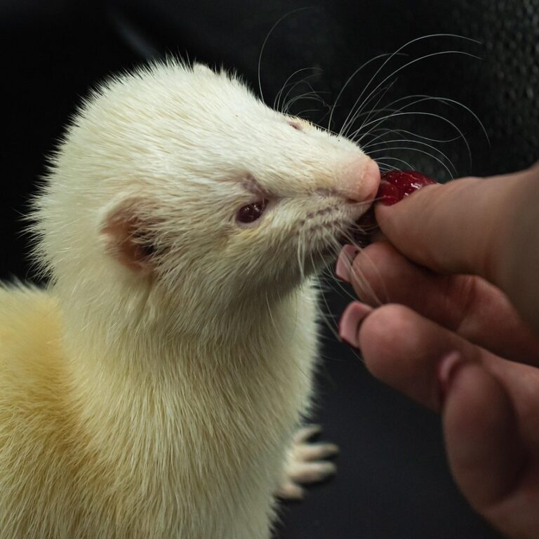 Ferret Nutrition: What Do Ferrets Eat? Complete Guide - Ferrets Hub