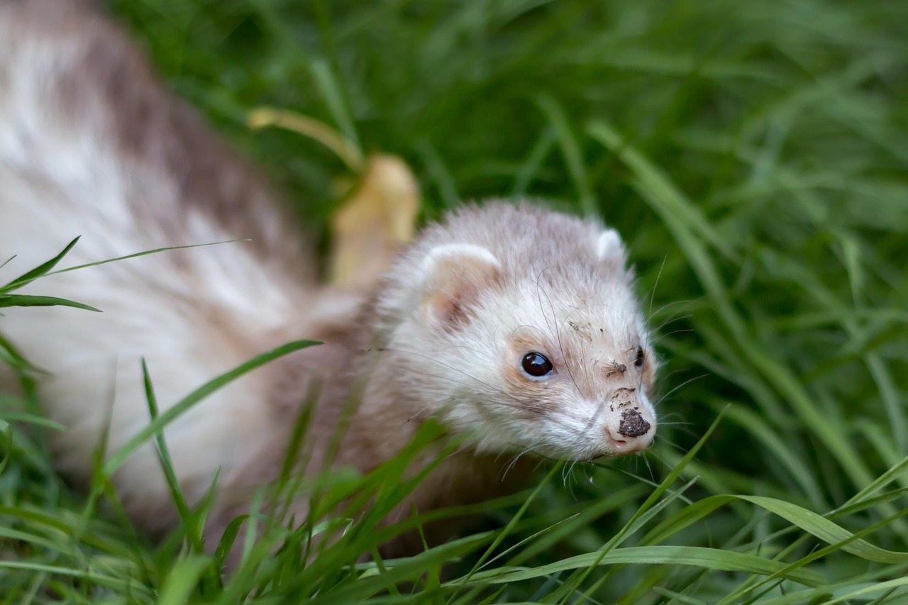 The Ultimate Ferret Care Guide: Everything You Need to Know - Ferrets Hub